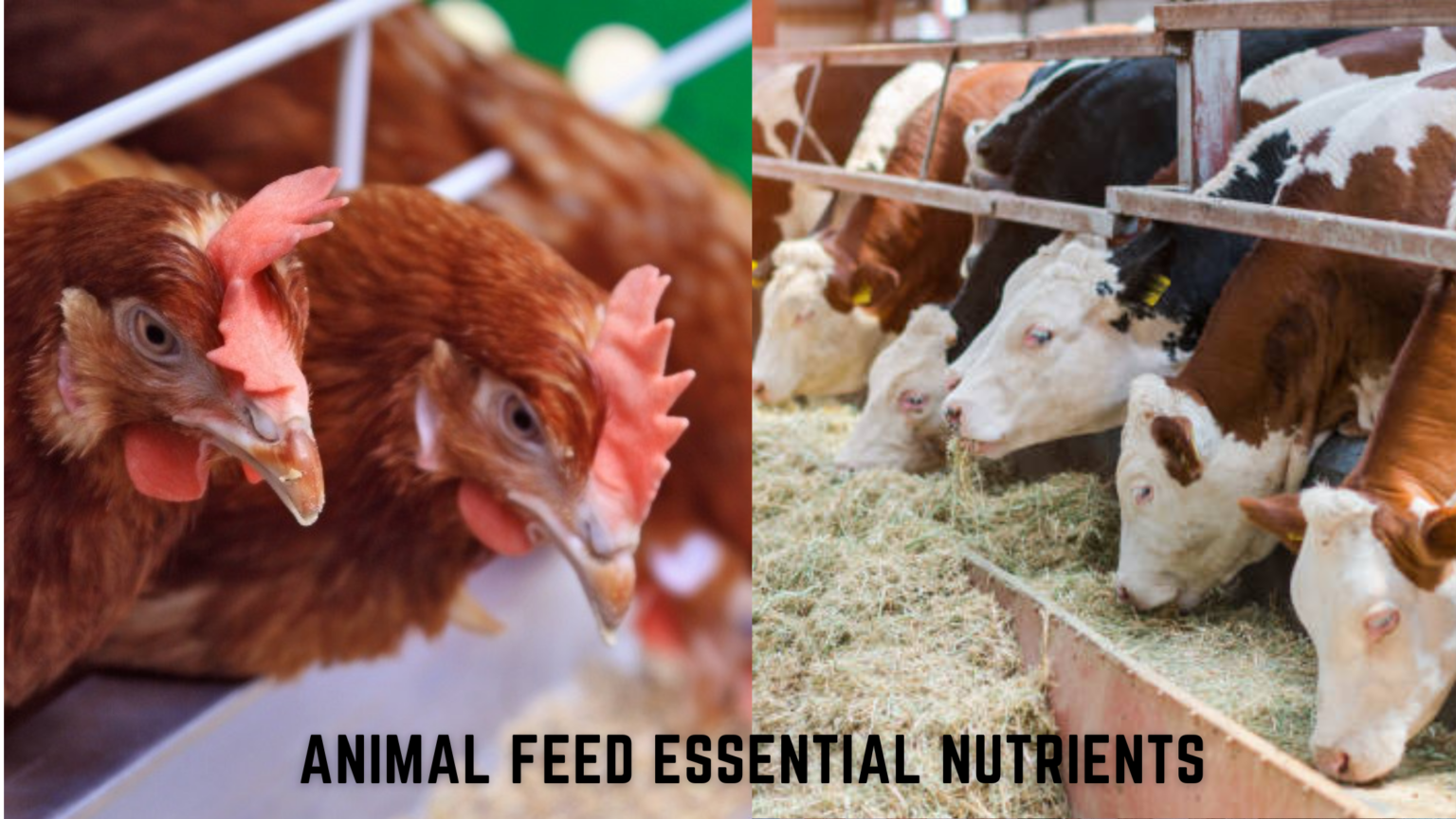 Animal Feed Essential Nutrients - Shivam Chemicals Blog