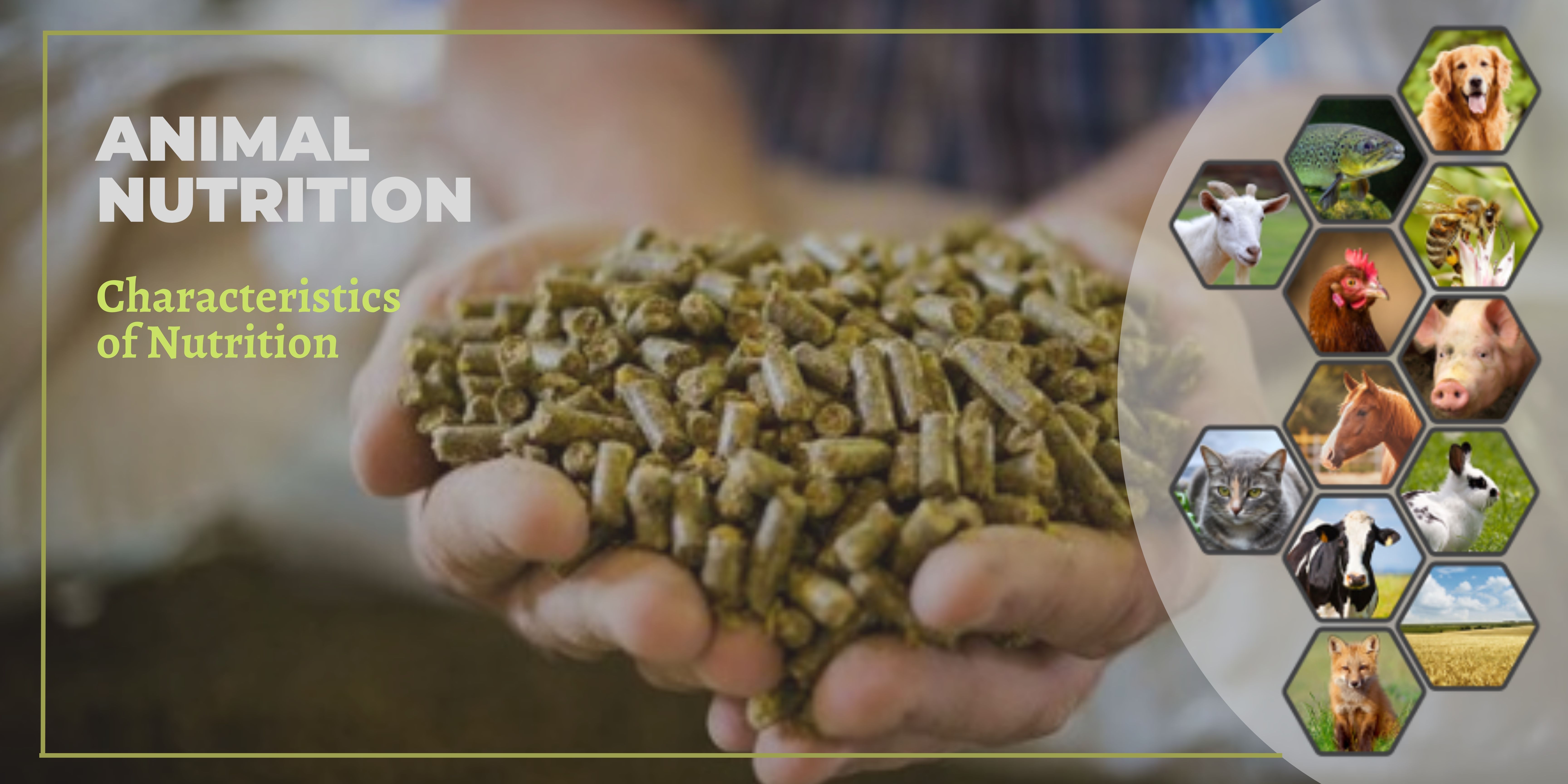 Animal Nutrition Characteristics Of Nutrition Animal Nutrition Characteristics Of Nutrition